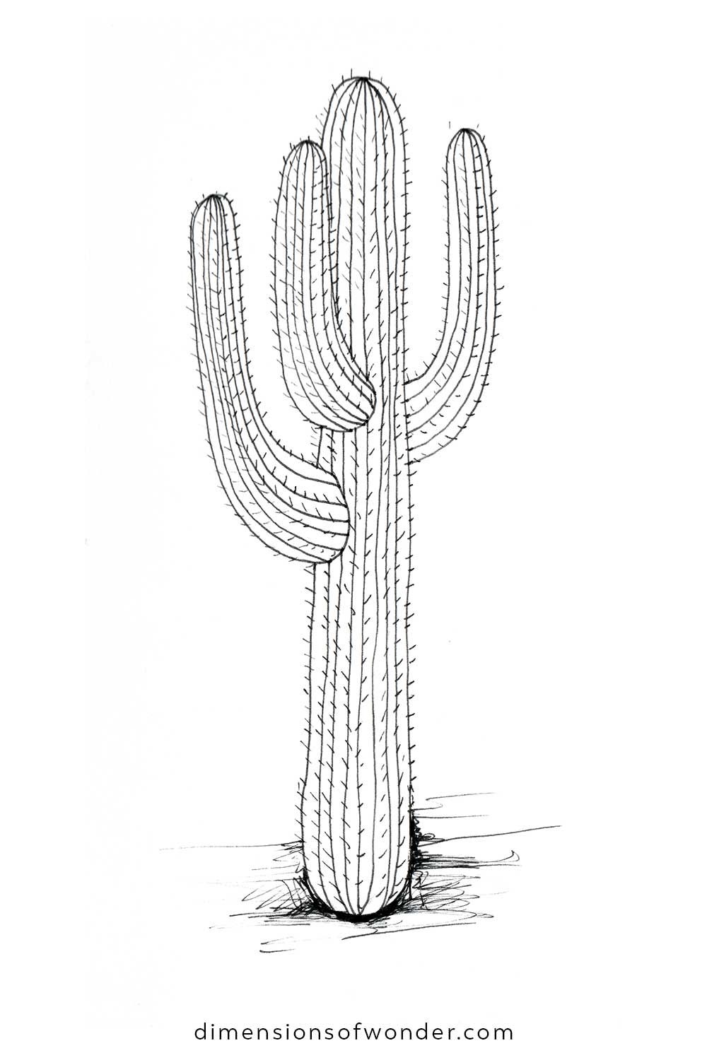 Easy Plants to Draw: 10 Fun Botanical Examples