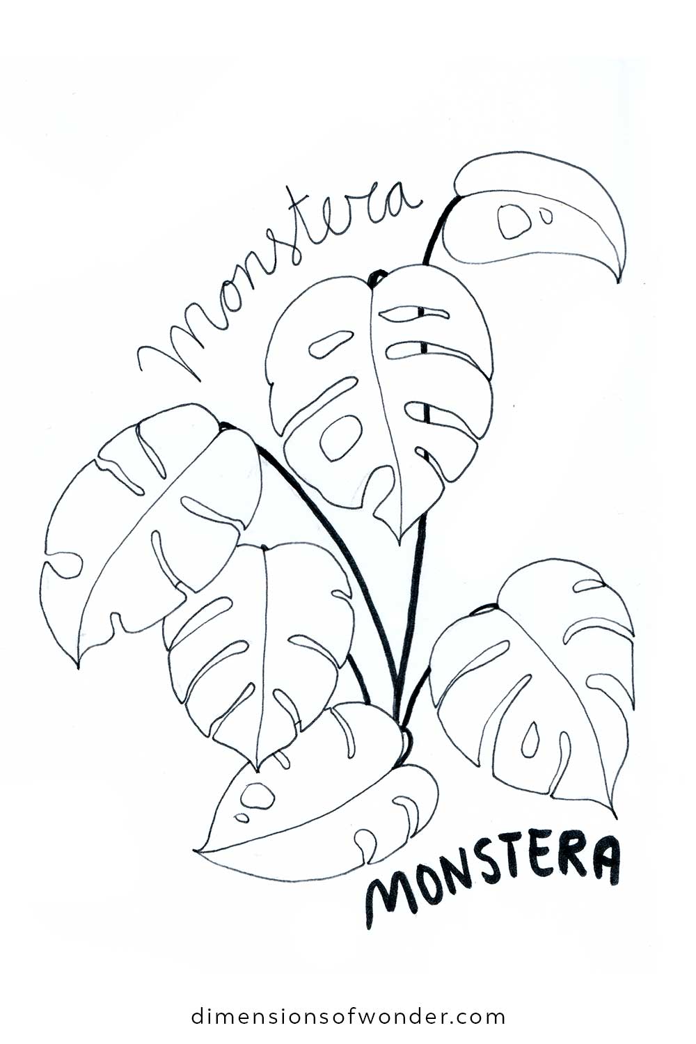 Easy Plants to Draw: 10 Fun Botanical Examples