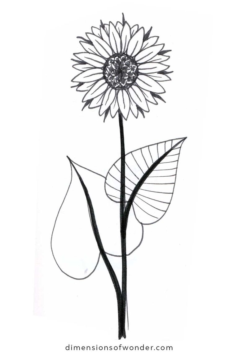 Easy Plants to Draw: 10 Fun Botanical Examples